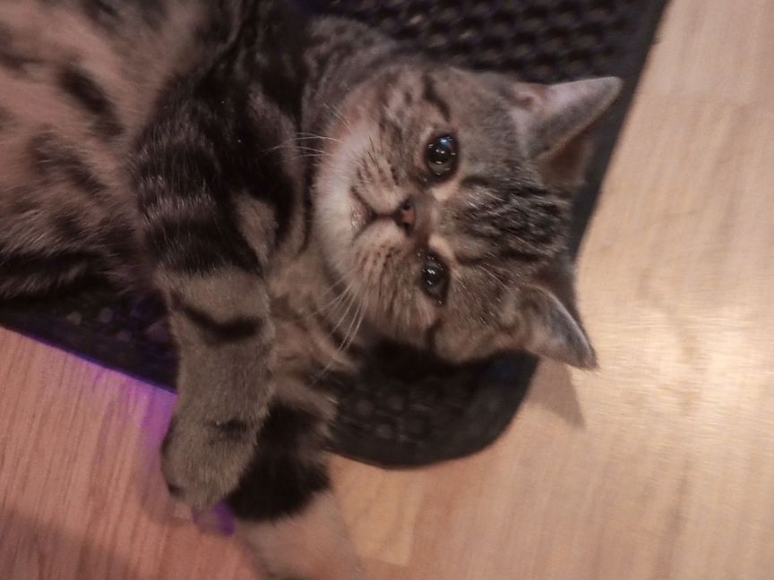 Котята