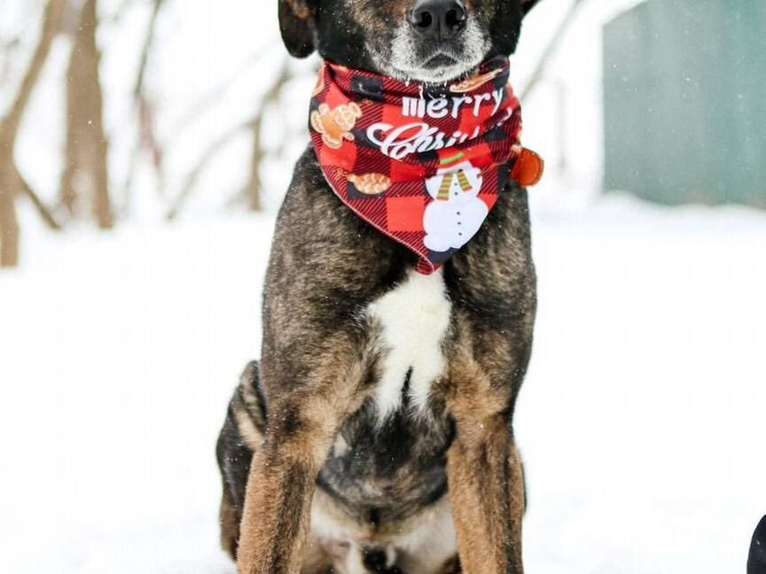 Собака в добрые руки