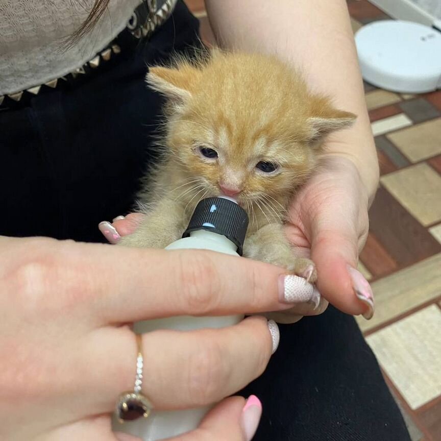 Котята отдам в добрые руки бесплатно