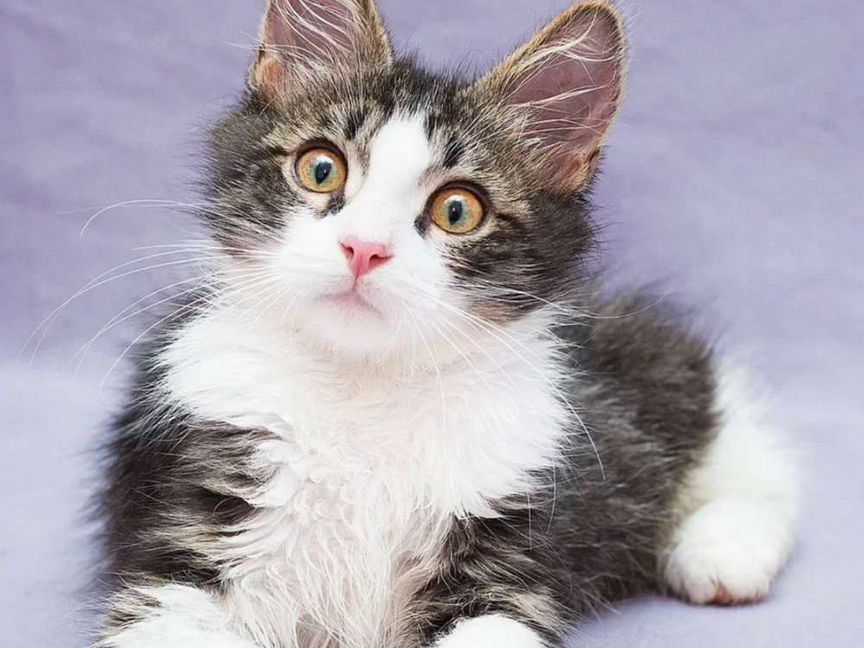 Бесплатная выставка пушистых котят