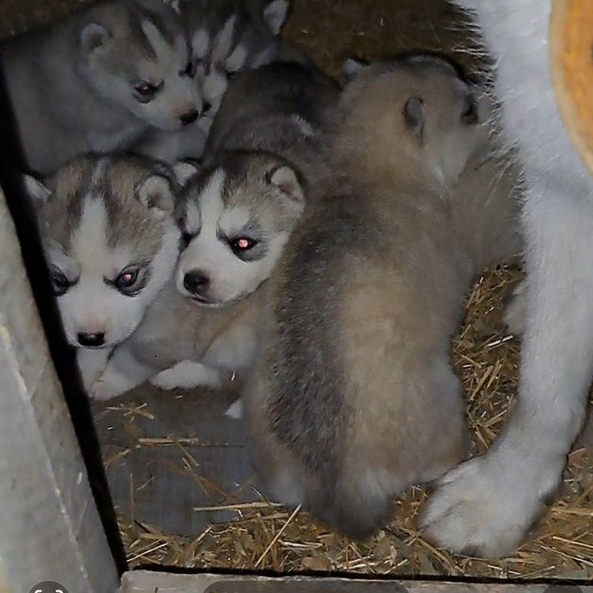 Щенки сибирской хаски