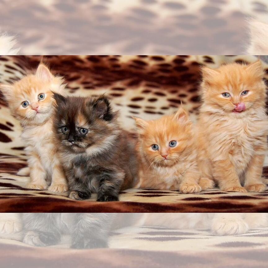 Сибирские котята