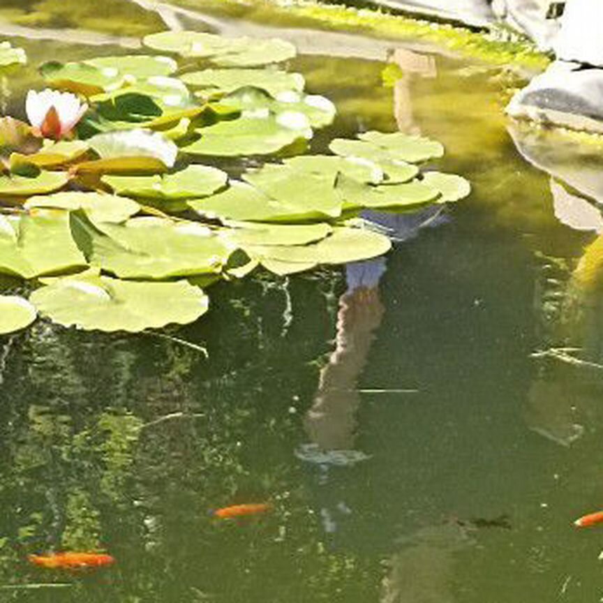 Золотая рыбка