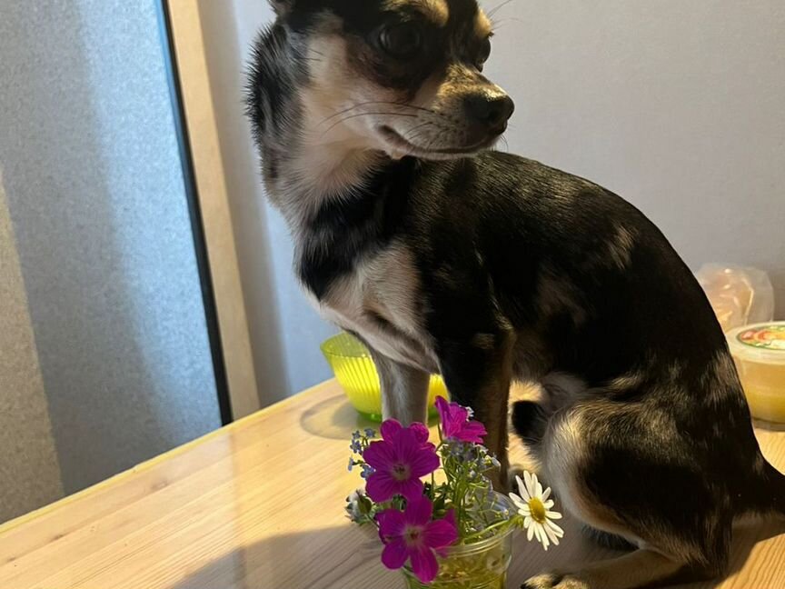 Вязка Пражский крысарик