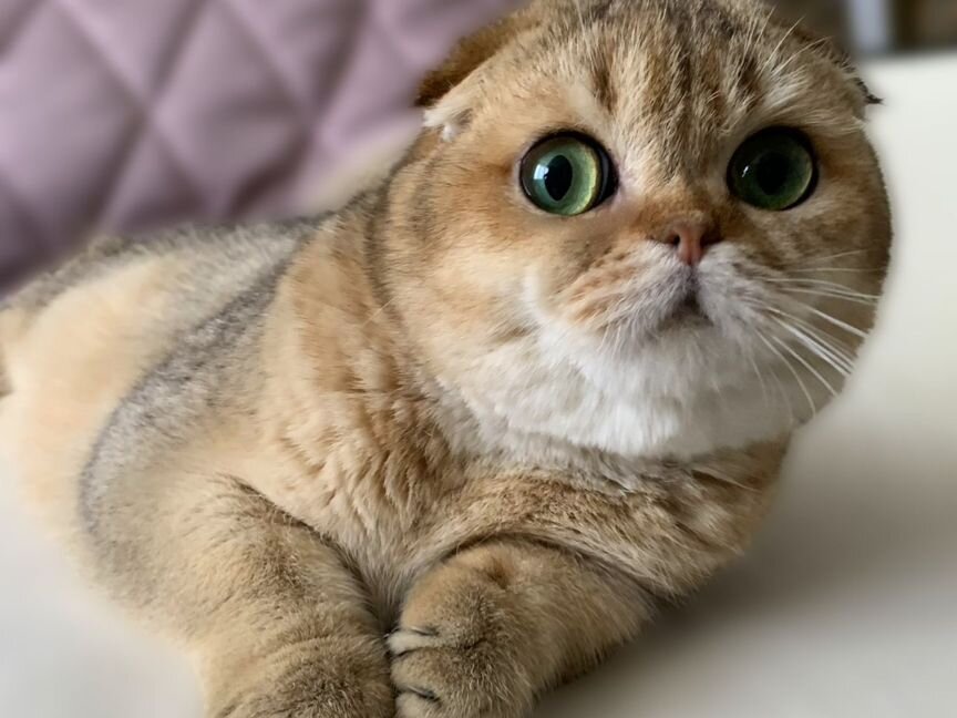 Котик по имени Критик