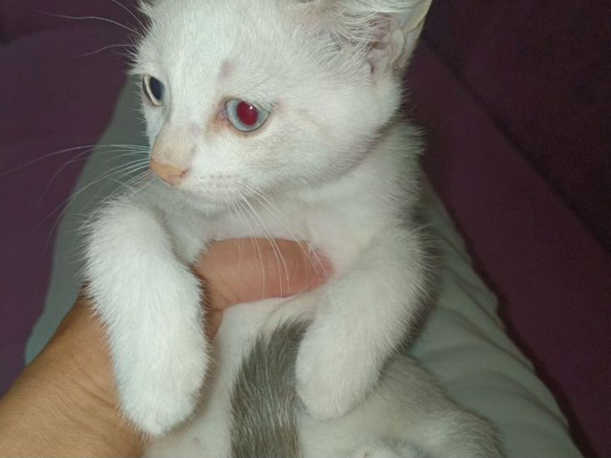 Шотландский котёнок