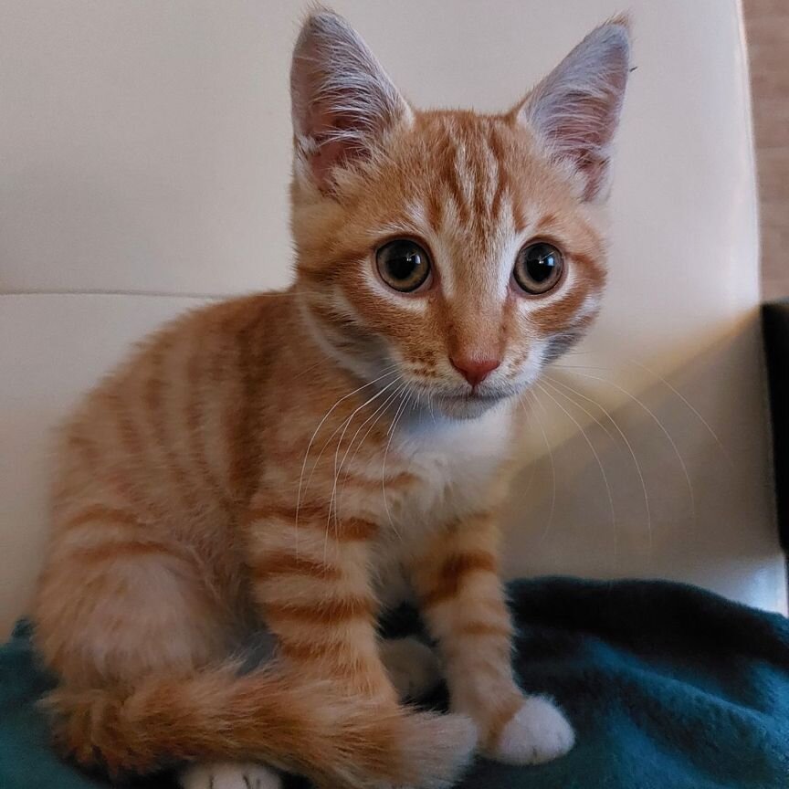 Котик бесплатно