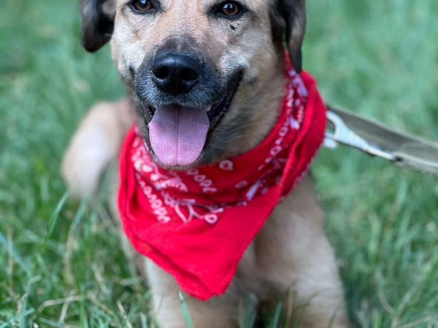 Меренга, ищет свою семью