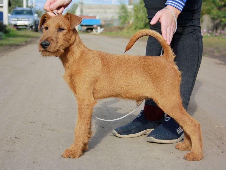 Ирландский терьер
