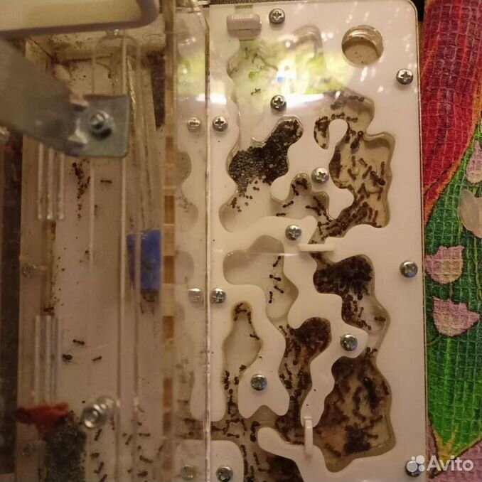 Муравьиная ферма с муравьями