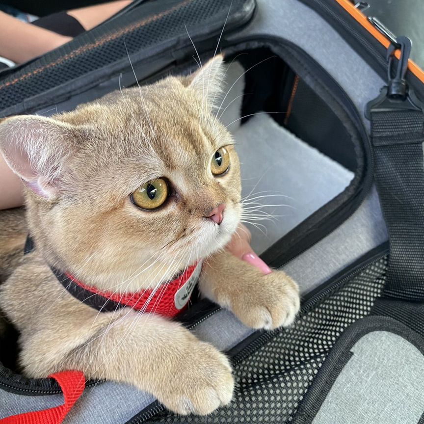 Кот золотая шиншилла
