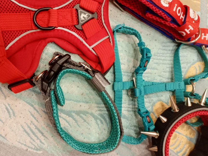 Шлейки и ошейники для собак