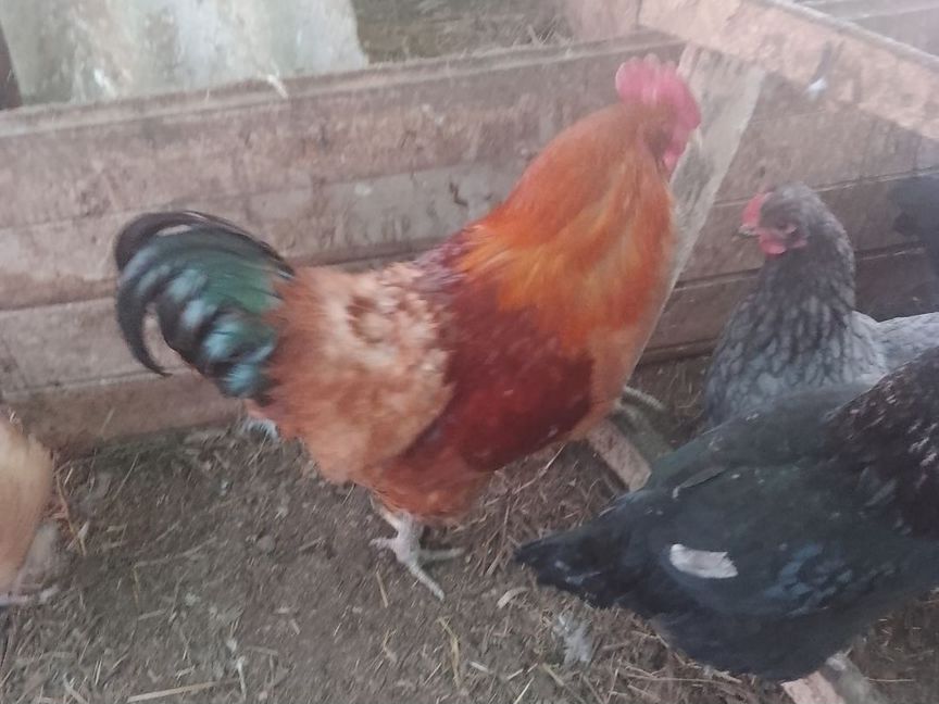 Петухи,куры,индюк