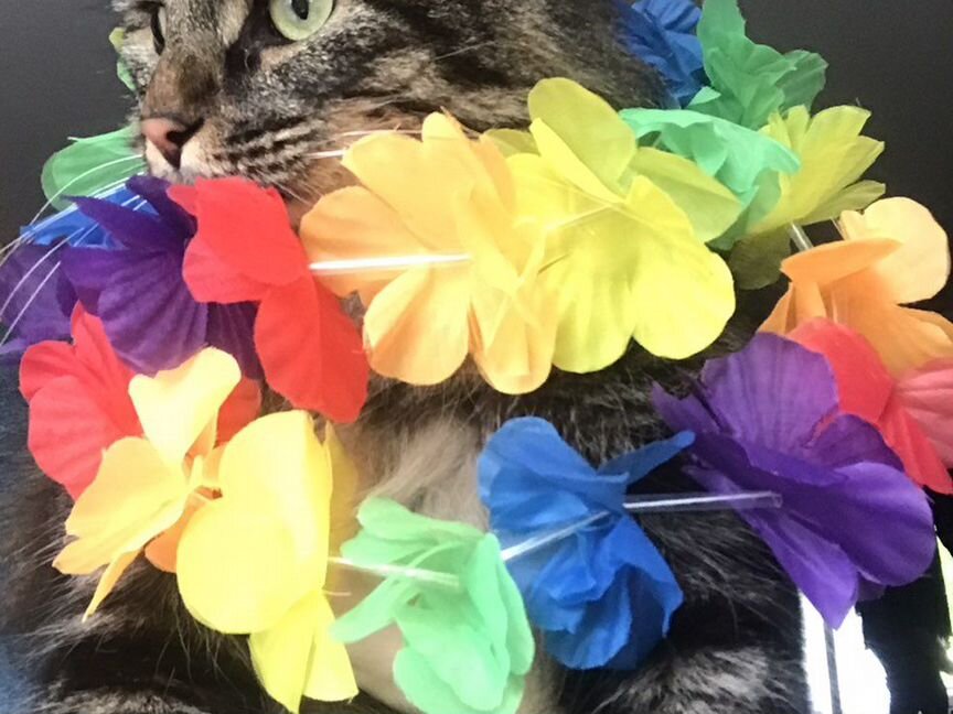 Котик в дар