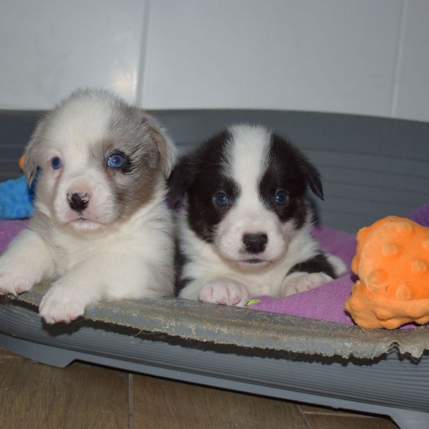 Вельш-корги щенки