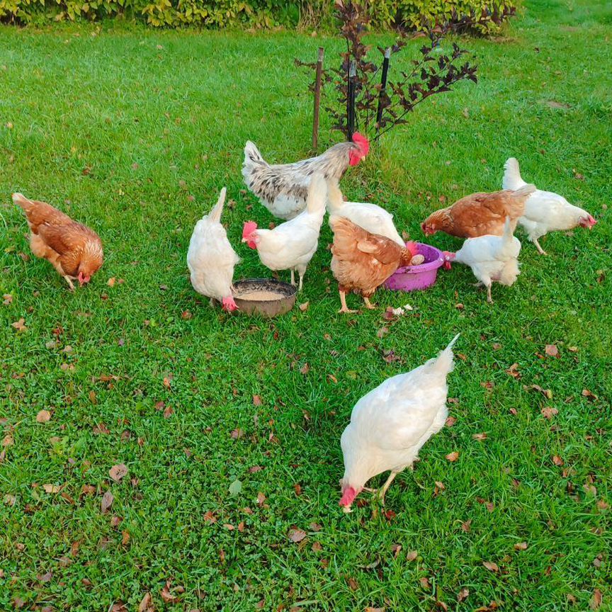 Продам белых кур и петуха