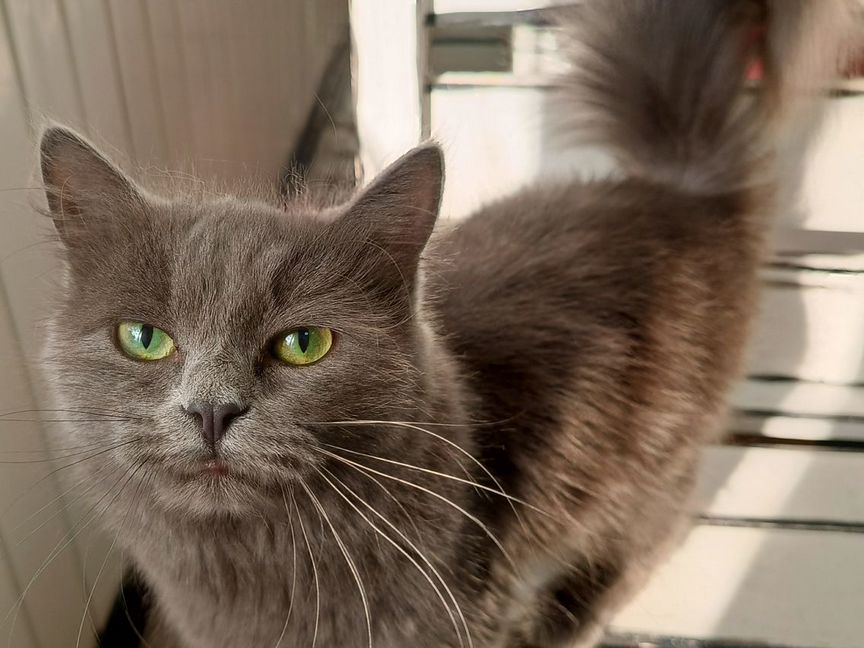 Пристраивается кошечка из "котокафе в Океане"