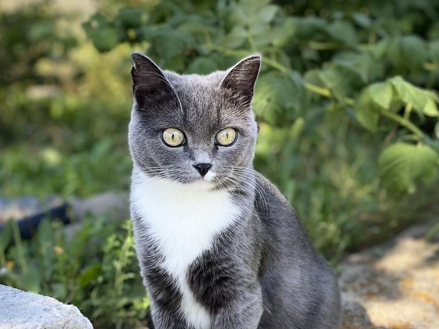 Пампушка Рваное Ушко ищет семью