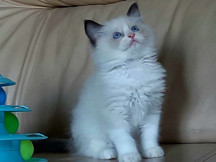 Ragdoll,no3