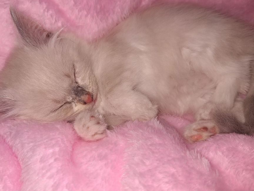 Кошка