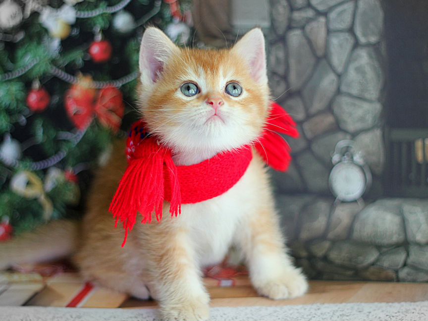 Драгоценный золотой окрас, мальчик Захар