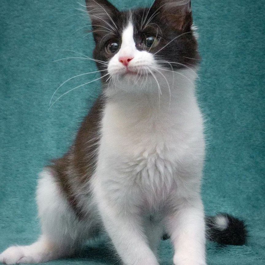 Котёнок в дар