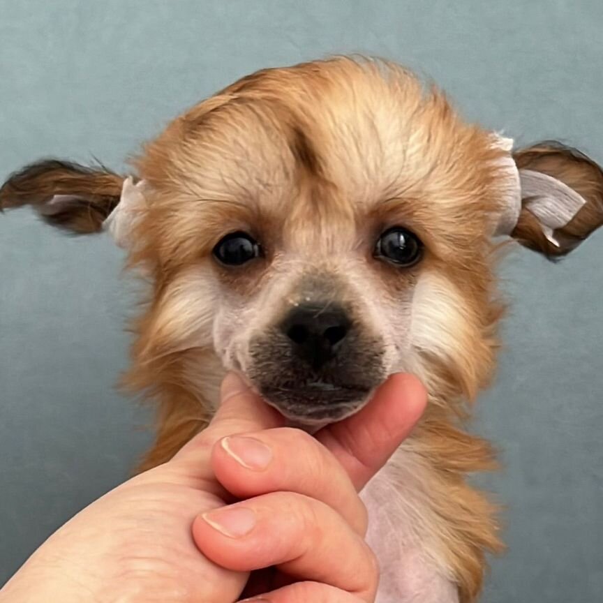 Китайская хохлатая, щенок