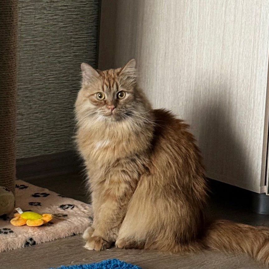 Взрослый кот в добрые руки