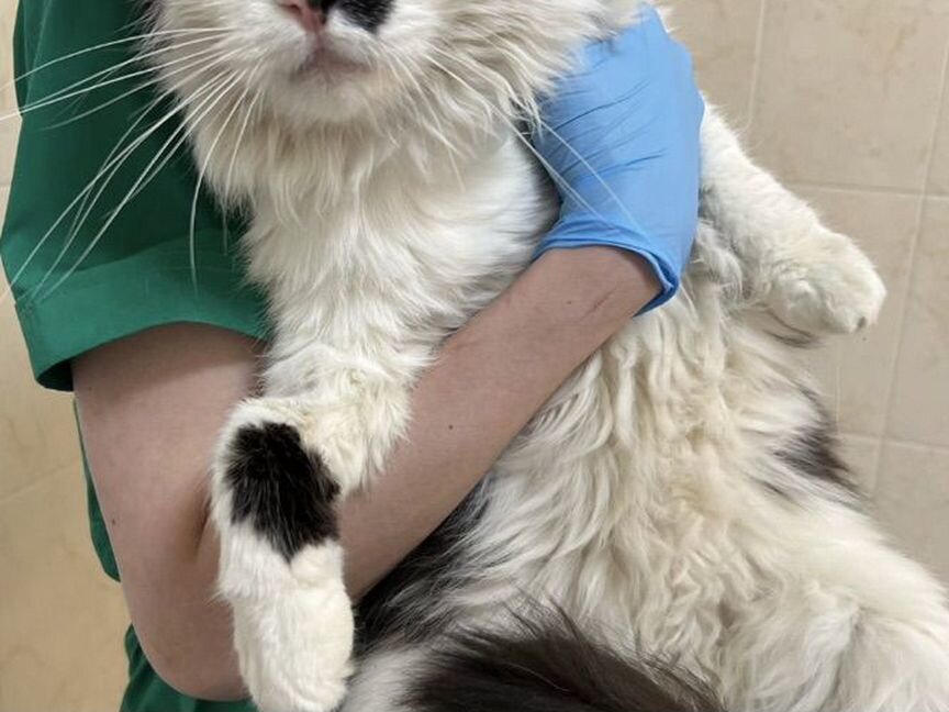 Нашли большого кастрированного кота