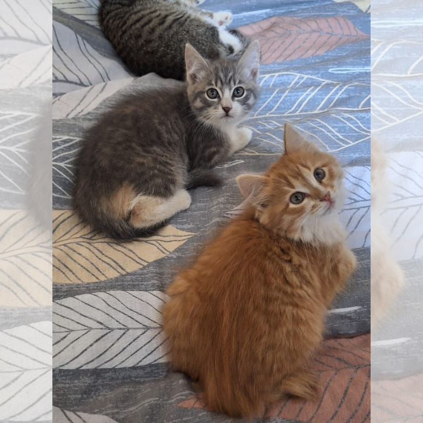 Котята в добрые руки бесплатно
