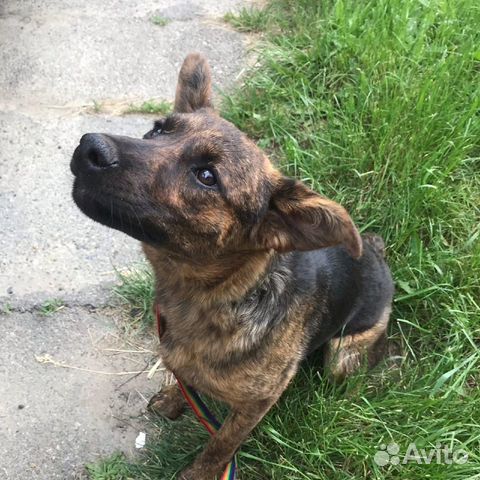 Красавица Вайда ищет добрую семью