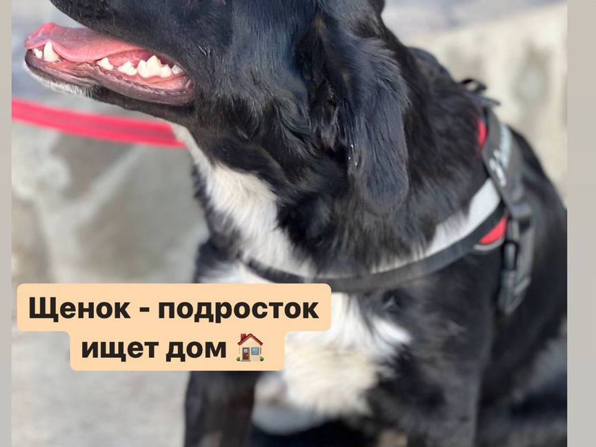 Собака в добрые руки щенок-подросток