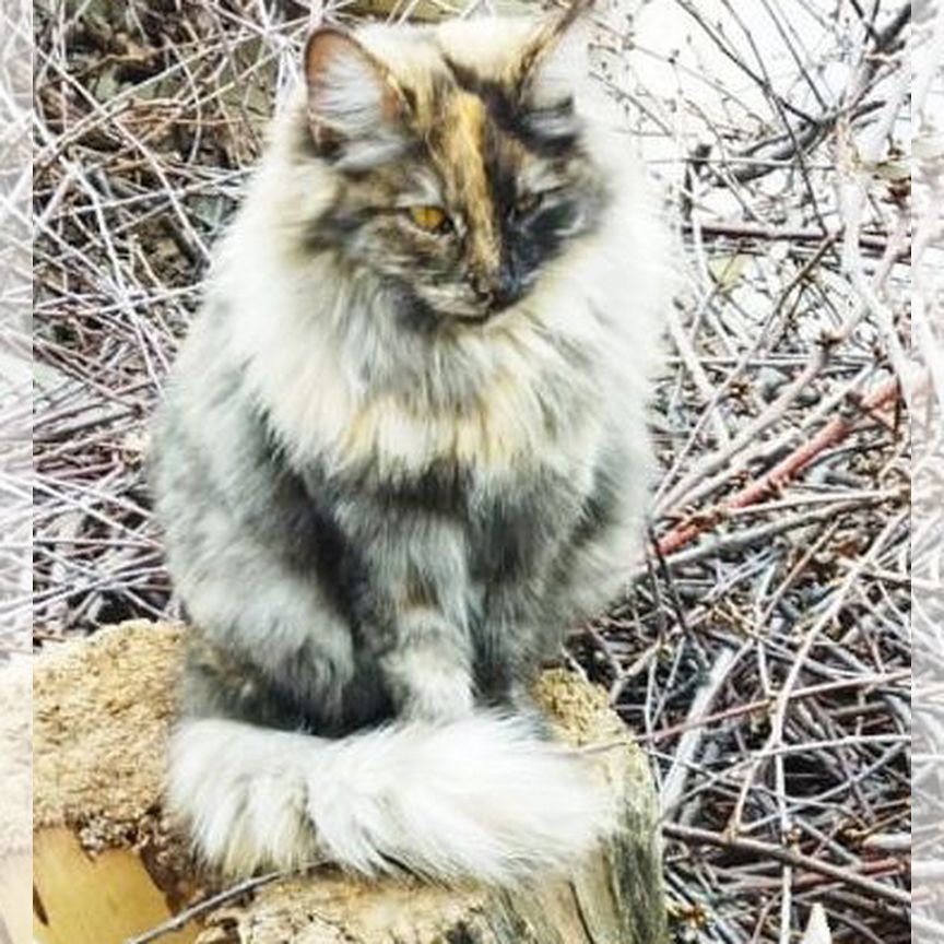 Кошечка