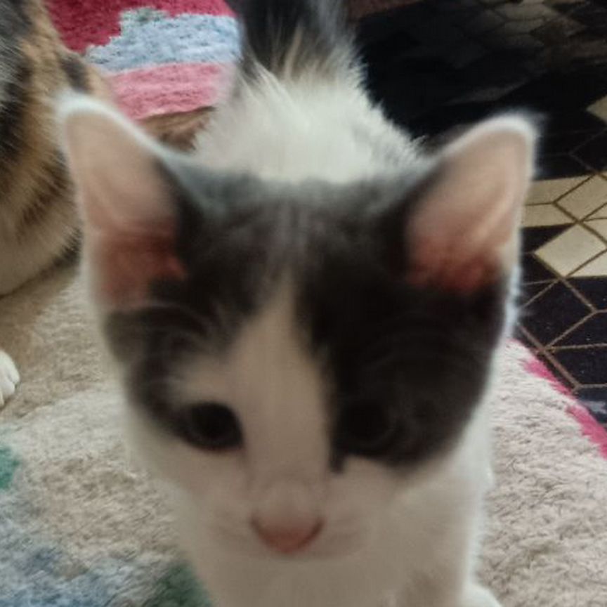 Котенок