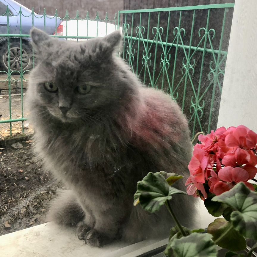 Кошечка в добрые руки бесплатно