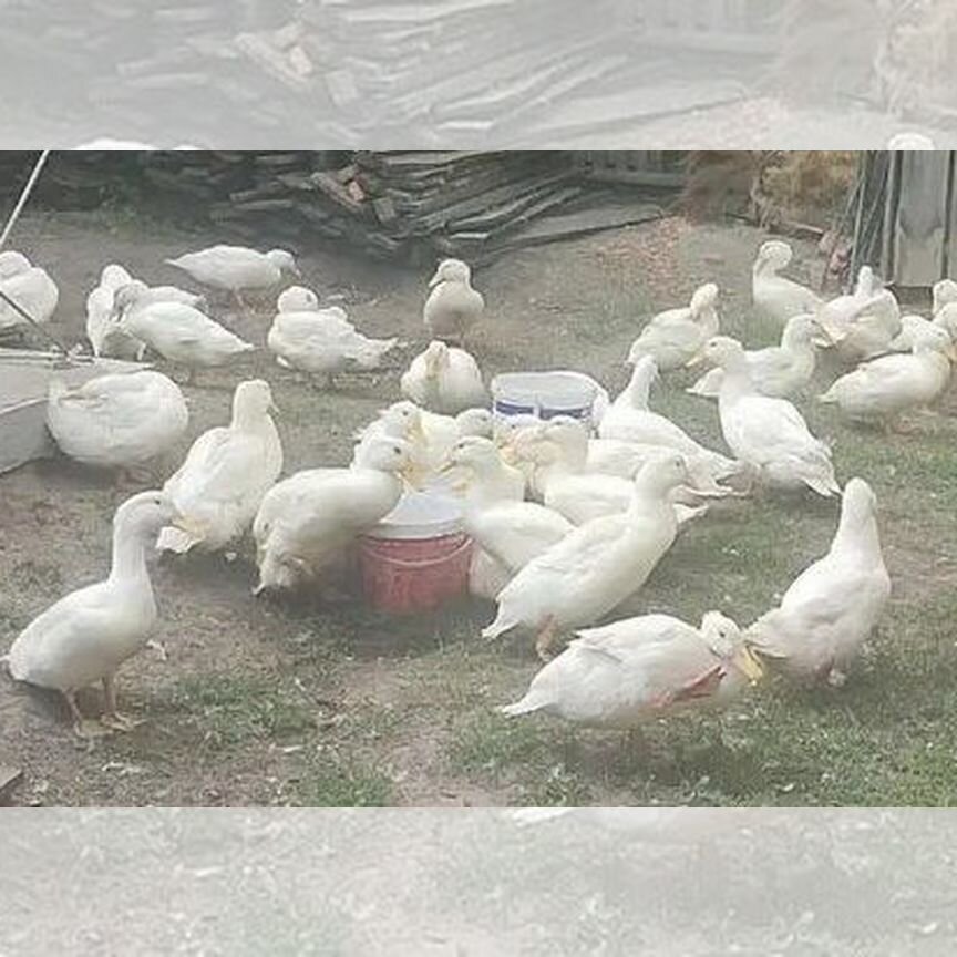 Утки