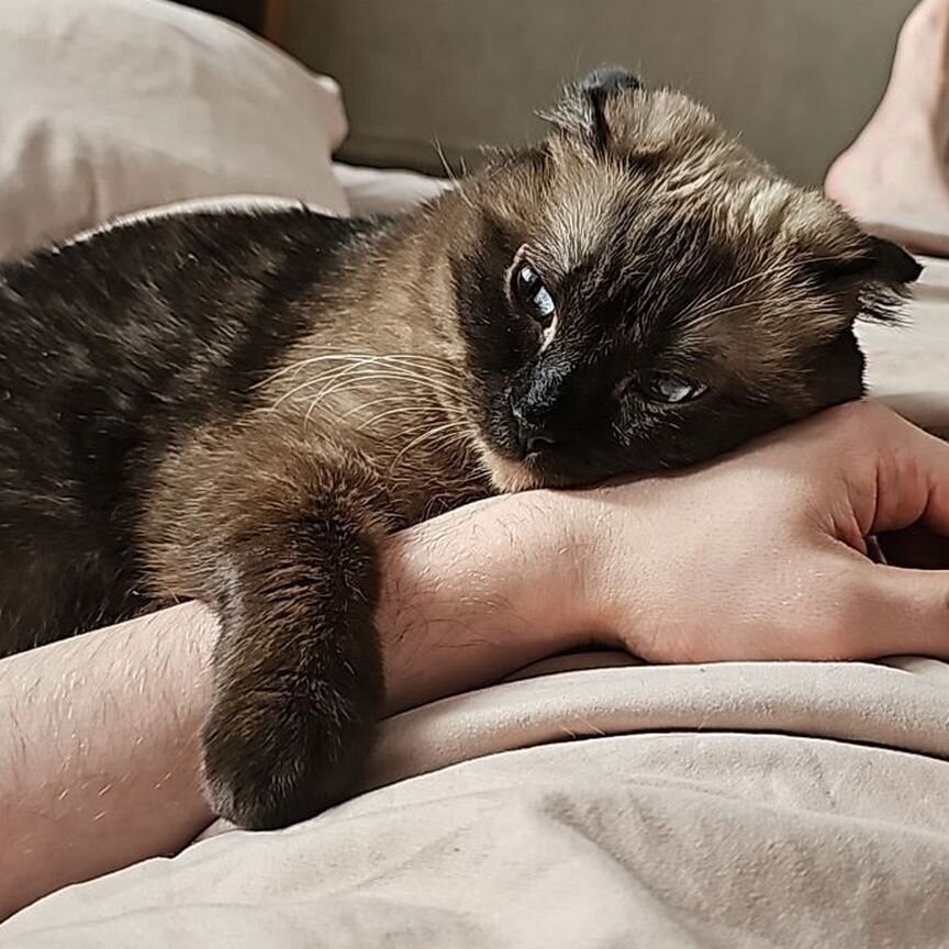 Сиамская кошка