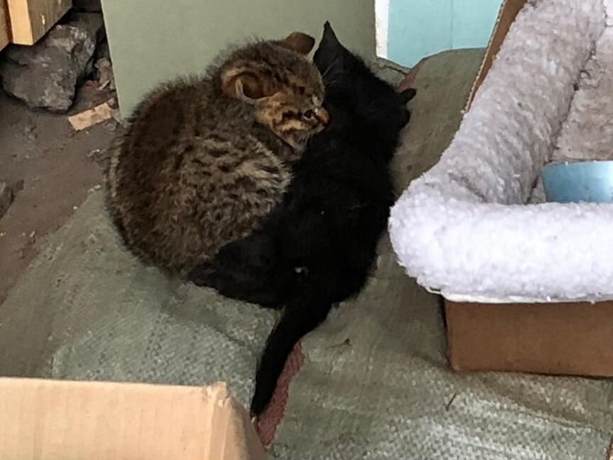 Котята в добрые руки