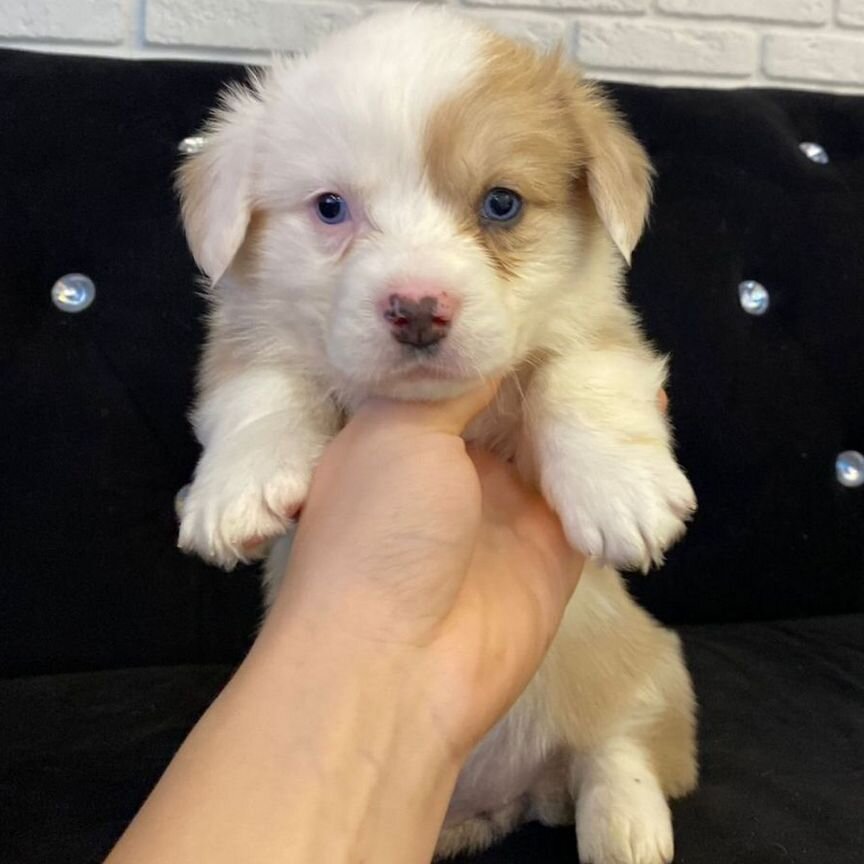 Вельш Корги Кардиган, щенок