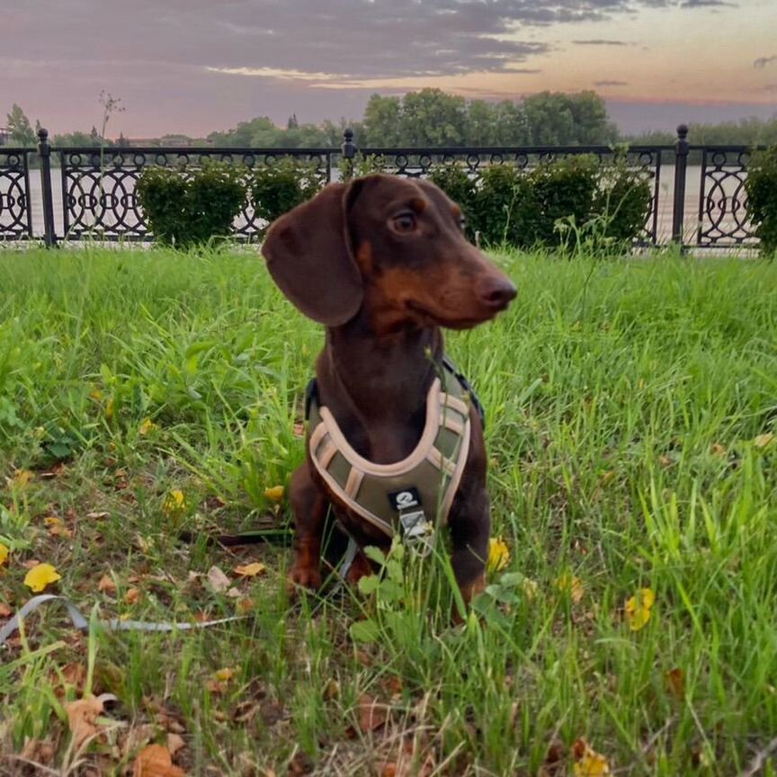 Отдам в добрые руки