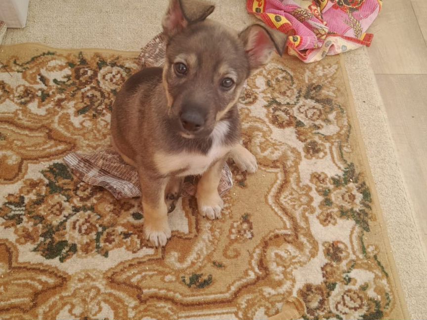 Весёлый малыш 1,5мес брошен