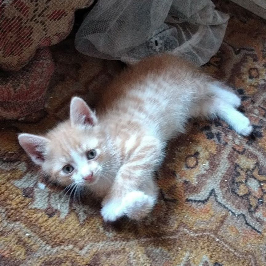 Котята в добрые руки