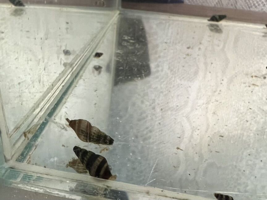 Улитка хелена