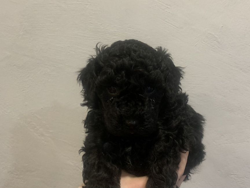 Щенки карликового пуделя