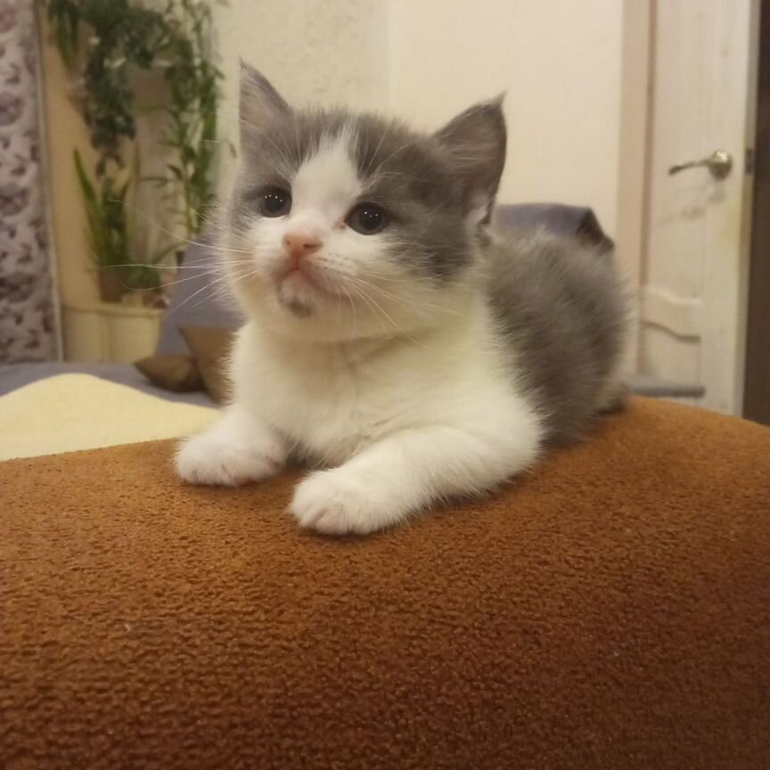 Котята в добрые руки бесплатно