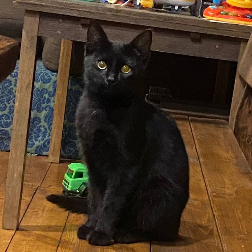 Котёнок 6 месяцев (кот)