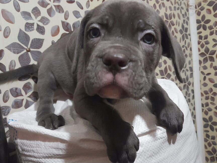 Щенки Кане корсо