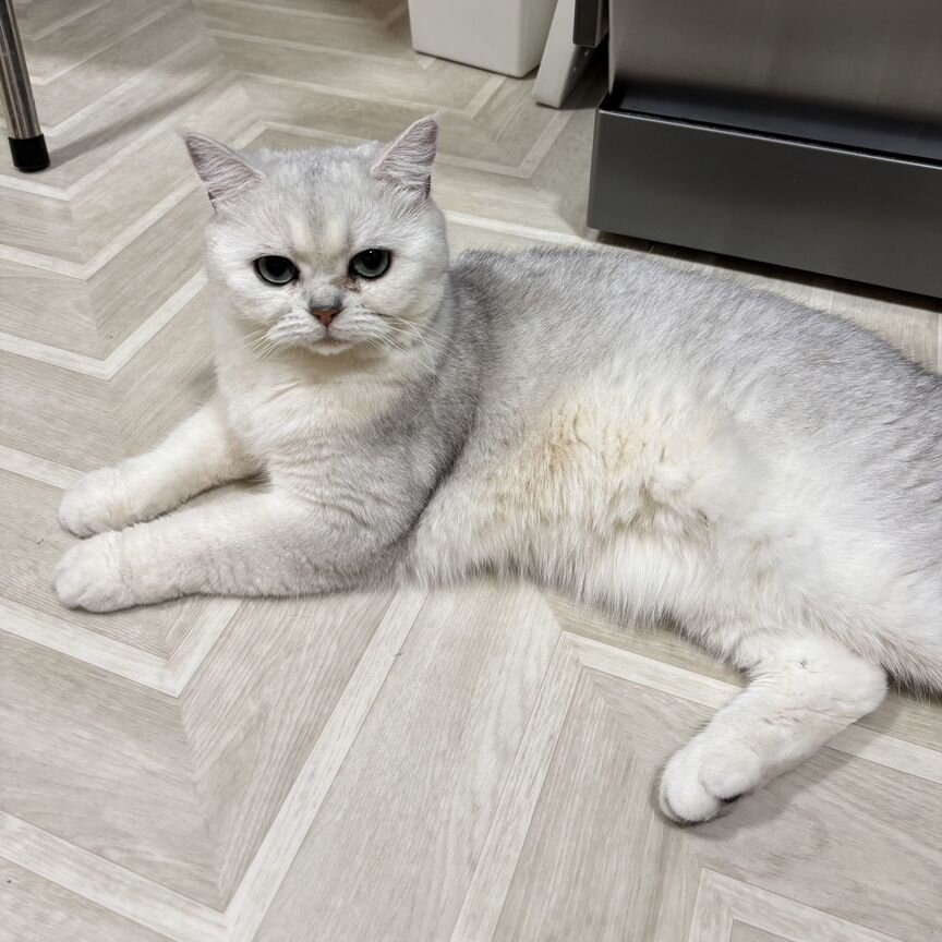 Кошка в добрые руки