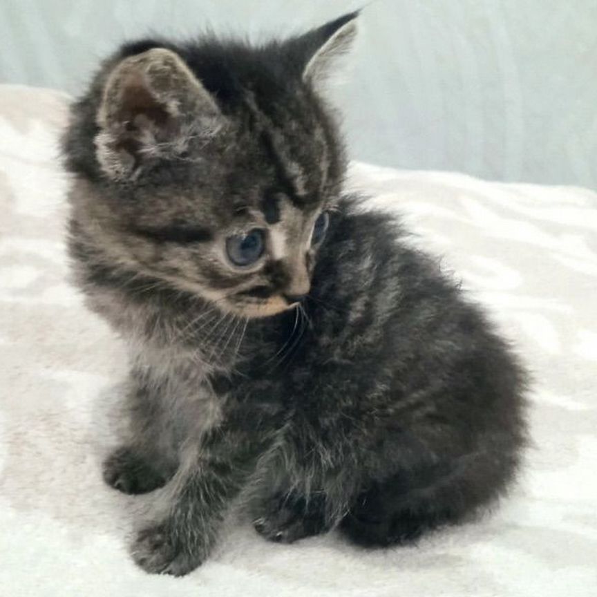 Котята от британской кошки