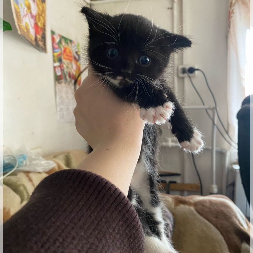 Котёнок в добрые руки